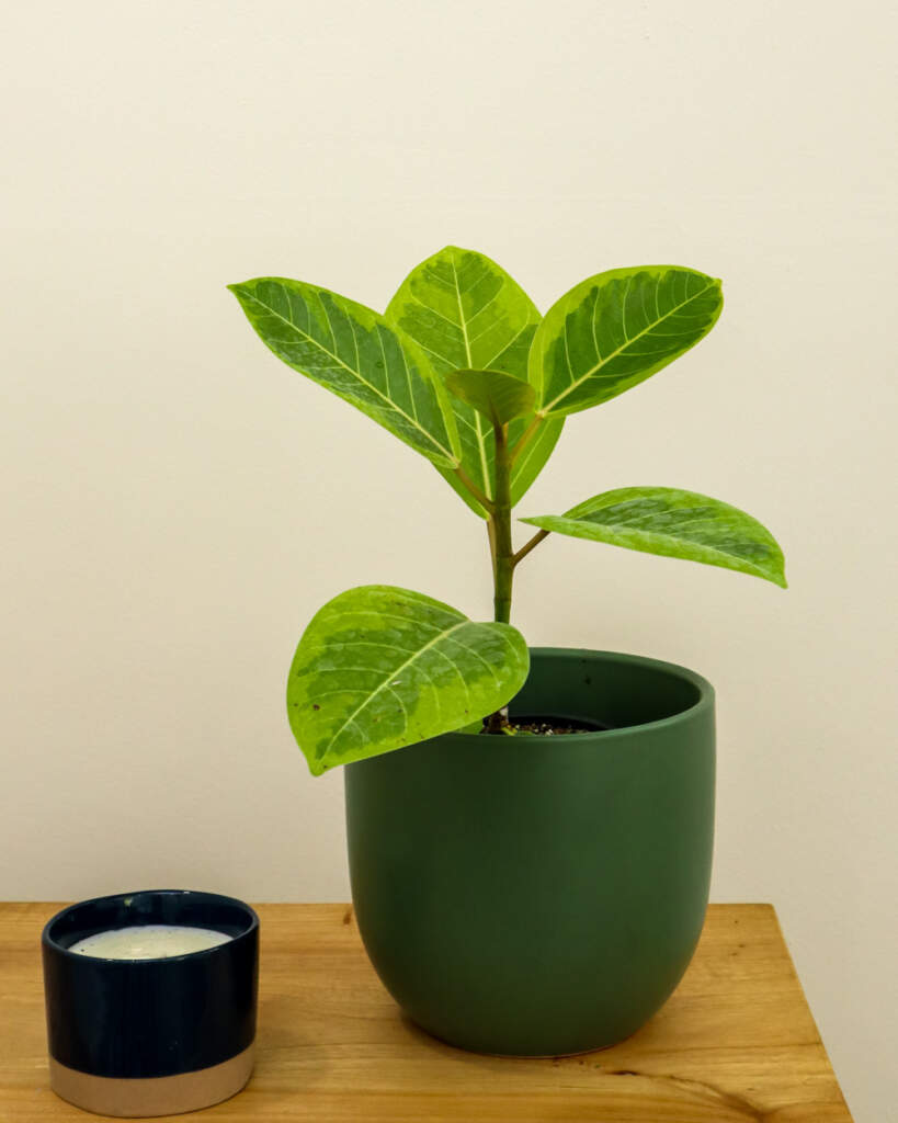 Ficus altissima | PlantVine