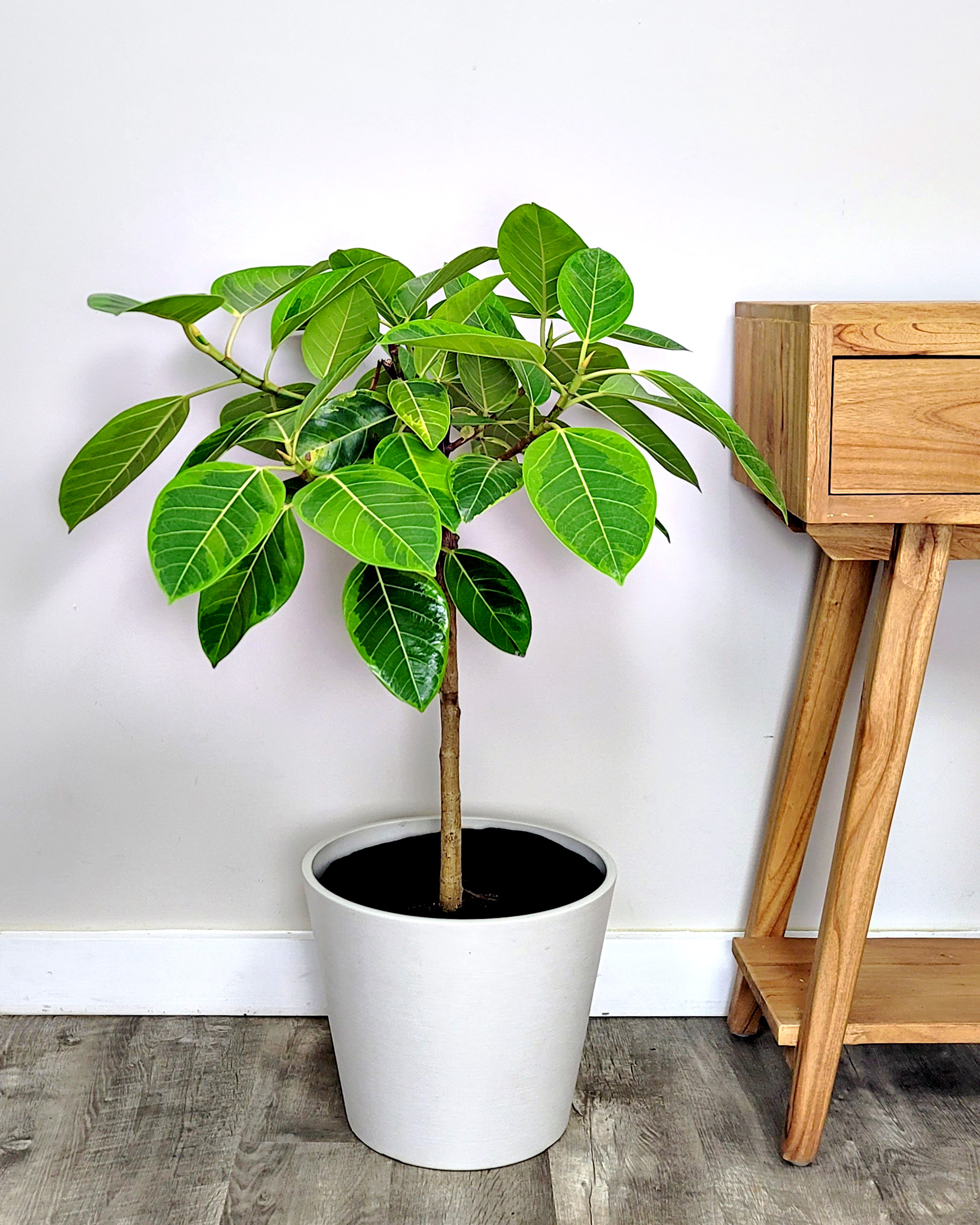 Ficus altissima | PlantVine
