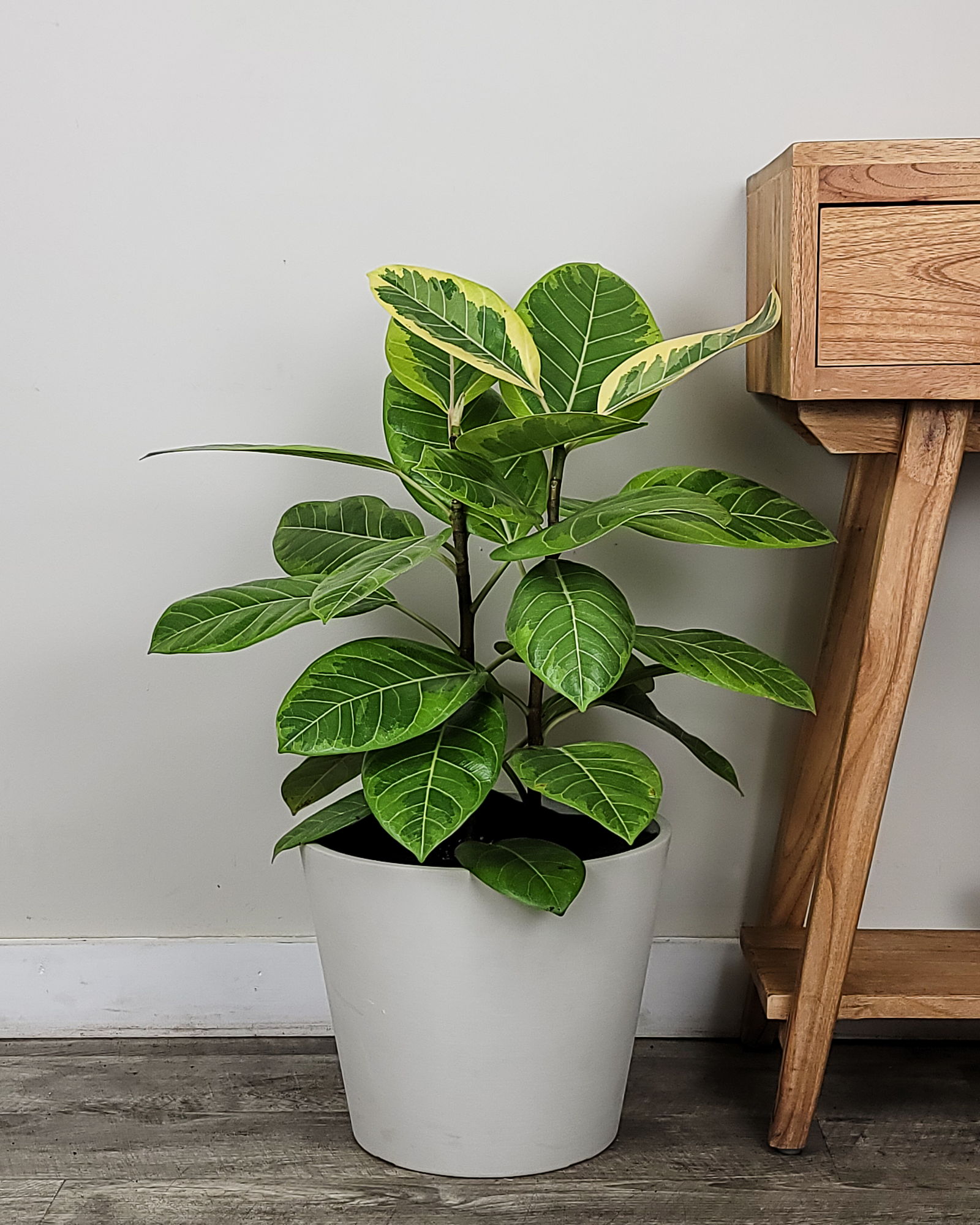 Ficus altissima | PlantVine