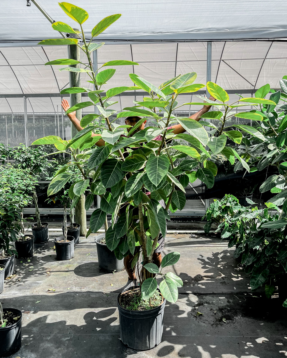 Darryl's Discoveries | PlantVine