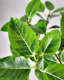 Ficus altissima | PlantVine