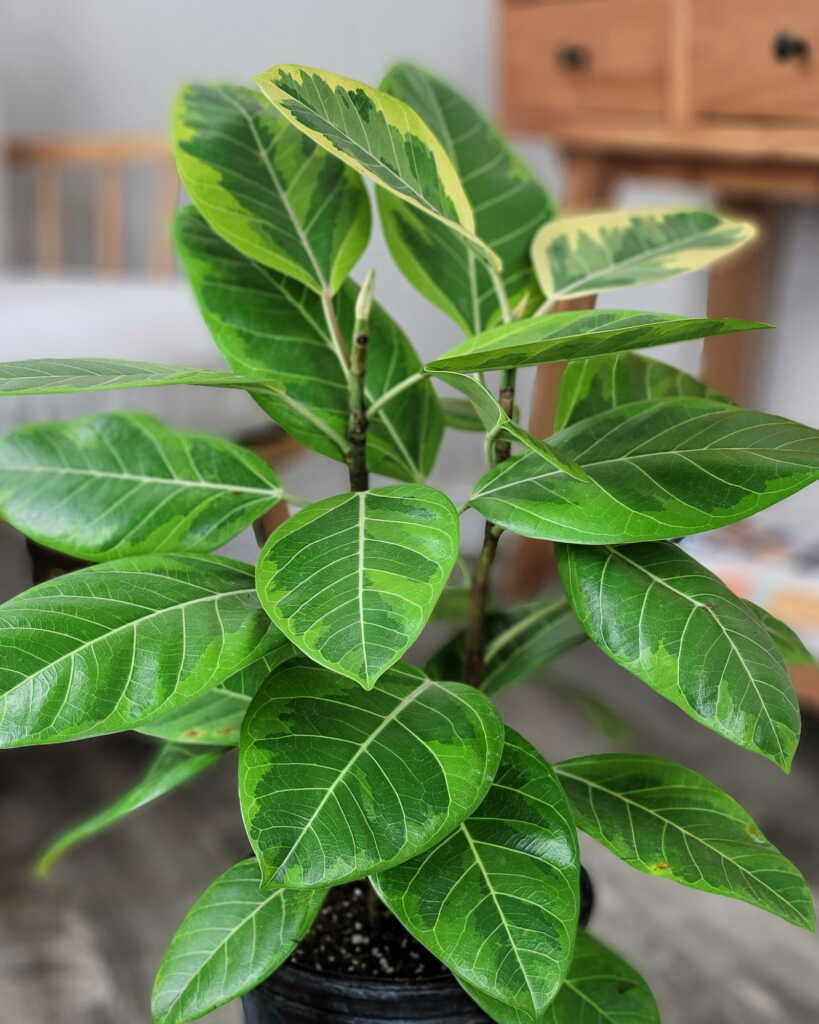 Ficus altissima | PlantVine