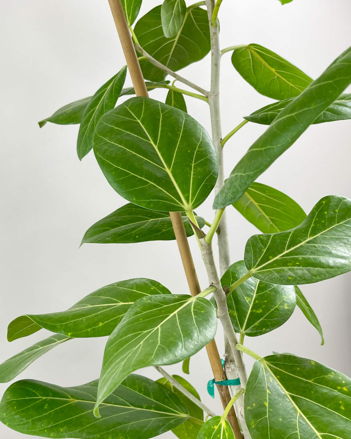 Ficus benghalensis ‘Audrey’ | PlantVine