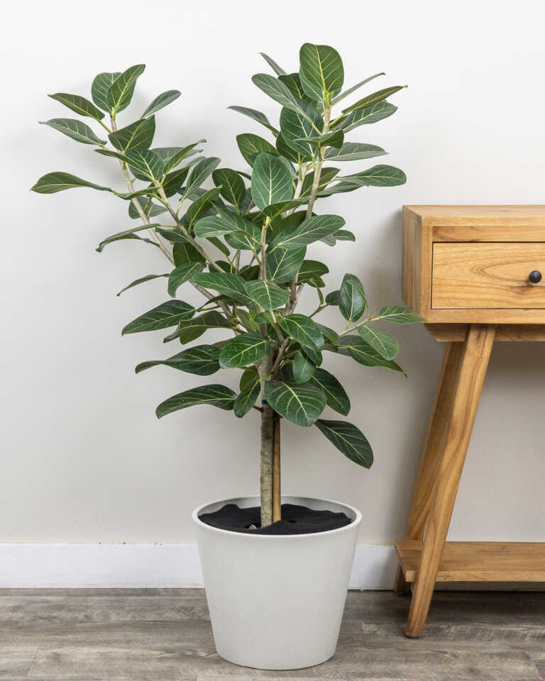Ficus Audrey | PlantVine