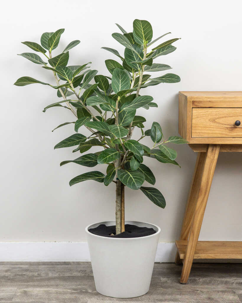 Ficus Audrey | PlantVine