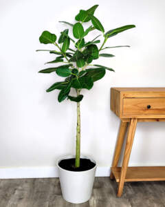 Ficus benghalensis ‘Audrey’ | PlantVine