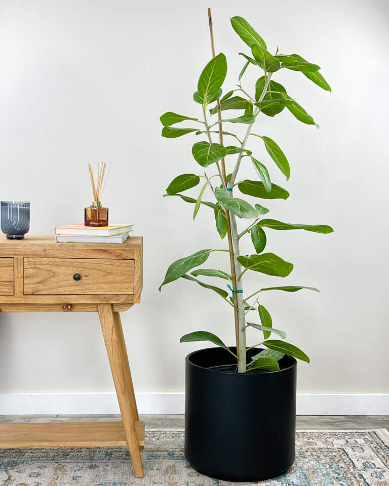 Ficus Audrey | PlantVine