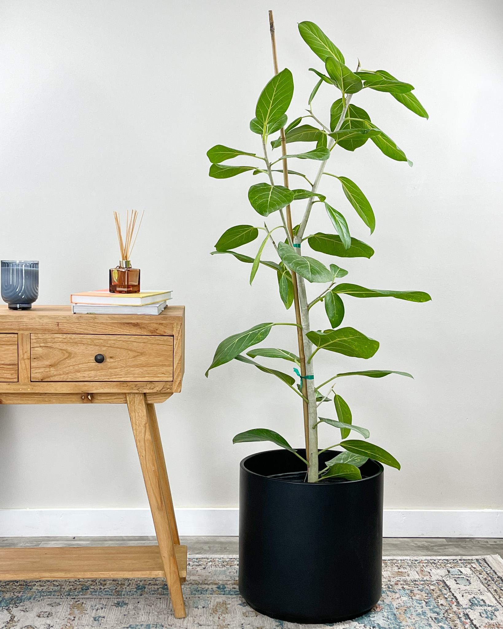 Ficus Audrey | PlantVine