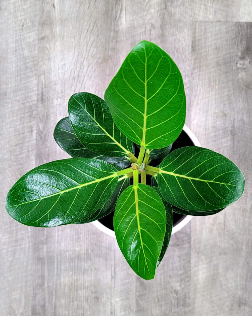 Ficus Varieties | PlantVine