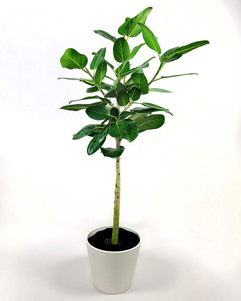 Ficus benghalensis ‘Audrey’ | PlantVine