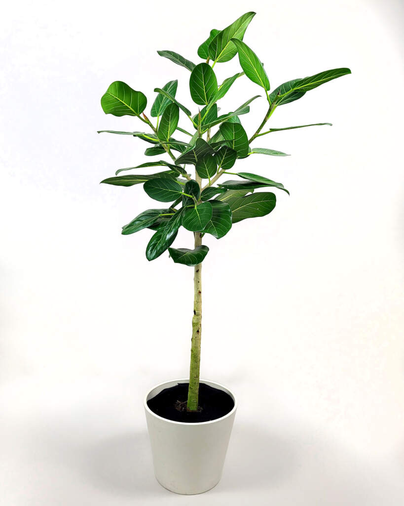 Ficus benghalensis ‘Audrey’ | PlantVine
