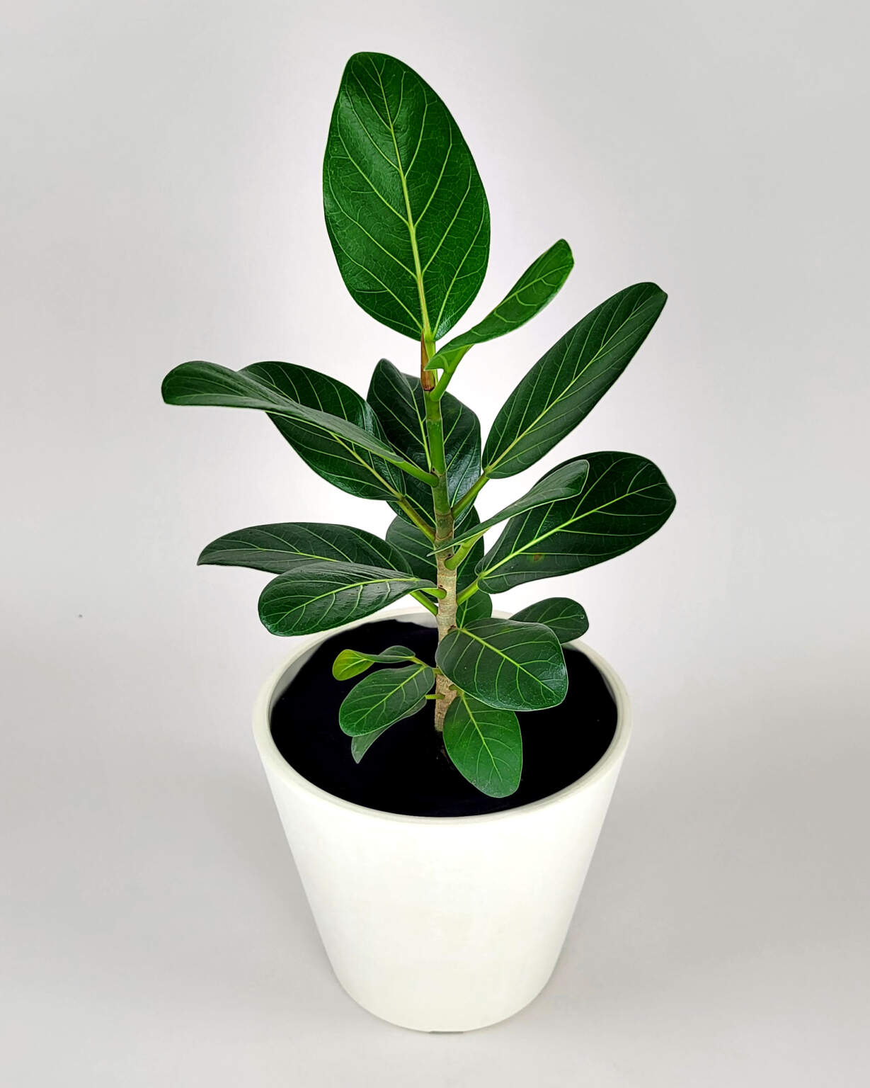 Ficus benghalensis ‘Audrey’ | PlantVine