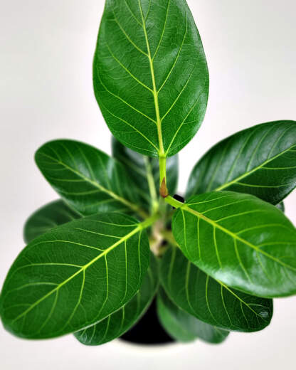 Ficus benghalensis ‘Audrey’ | PlantVine
