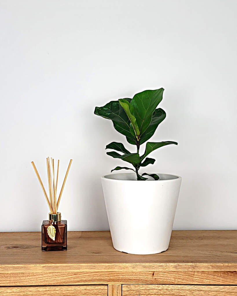 Dwarf Fiddle Leaf Fig | PlantVine