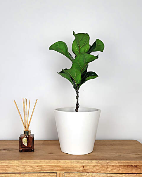 California Certified Trees | PlantVine