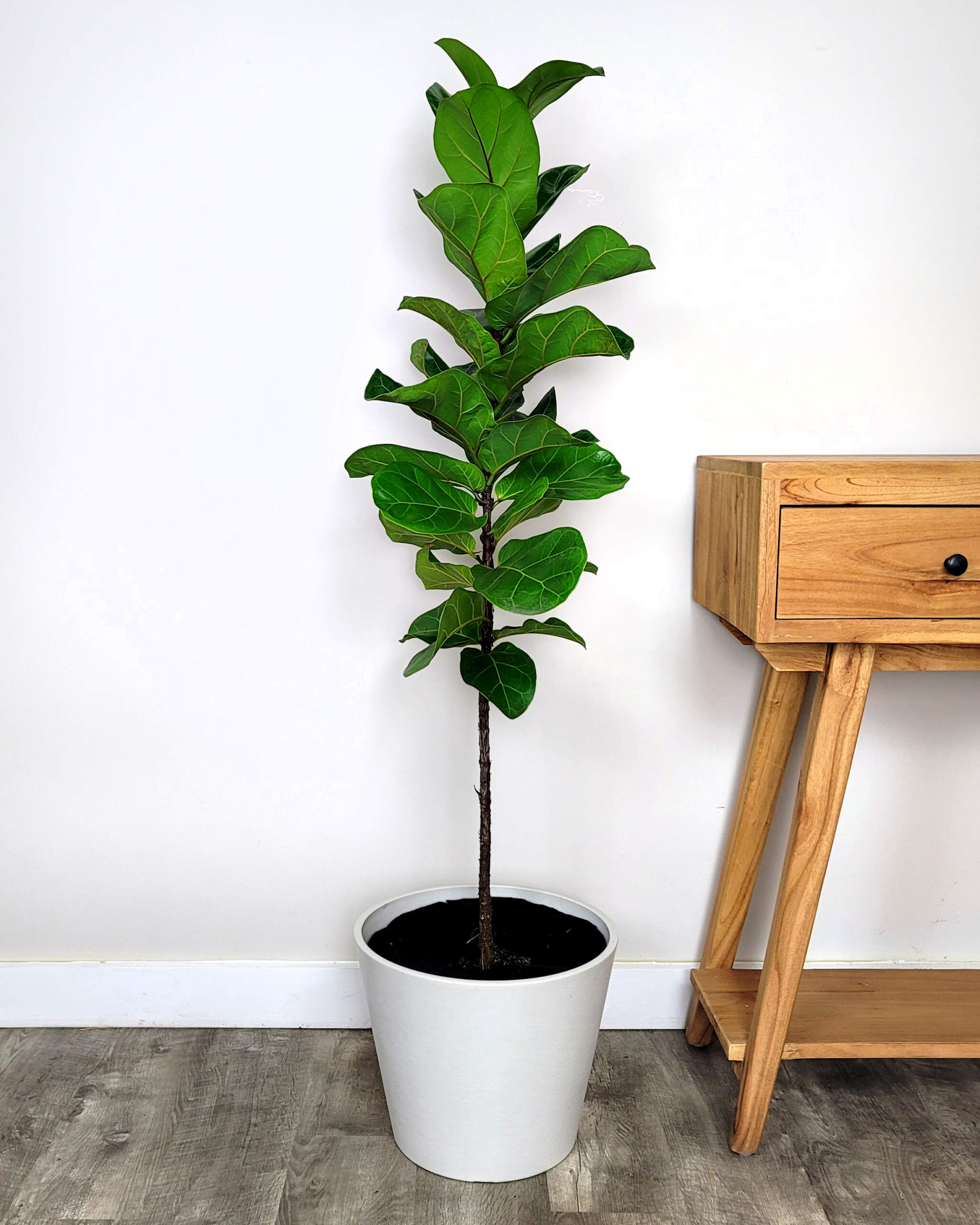 Dwarf Fiddle Leaf Fig | PlantVine