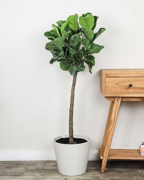 Dwarf Fiddle Leaf Fig | PlantVine