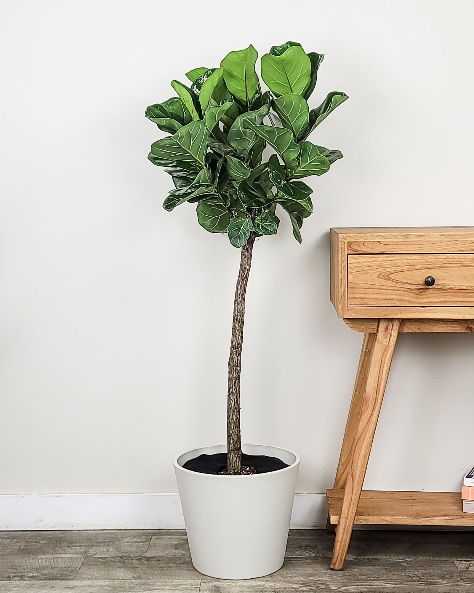 Dwarf Fiddle Leaf Fig | PlantVine