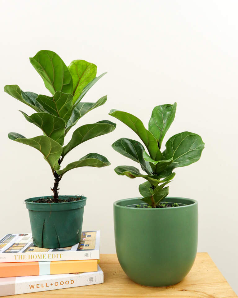Dwarf Fiddle Leaf Fig | PlantVine