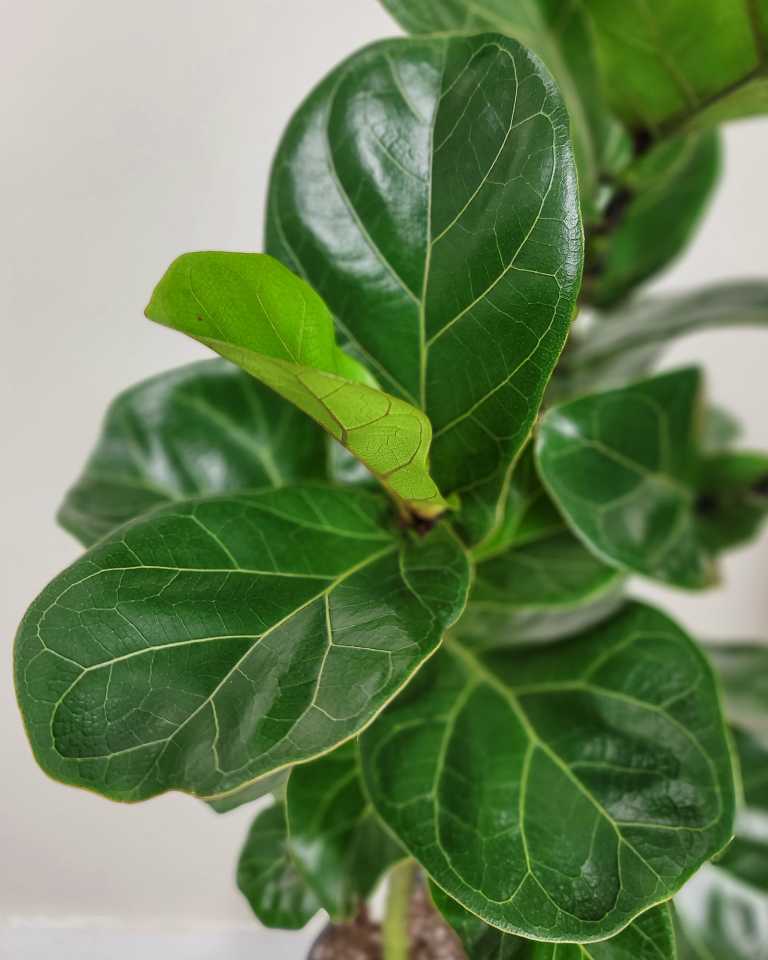 Dwarf Fiddle Leaf Fig | PlantVine