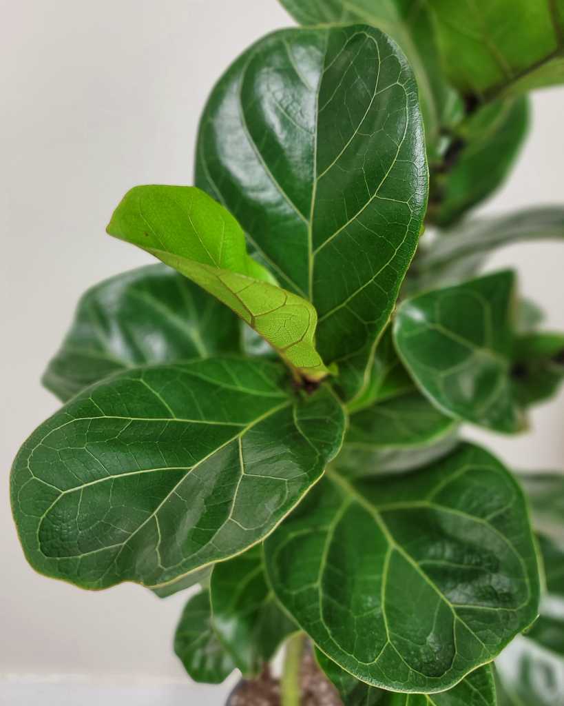 Dwarf Fiddle Leaf Fig | PlantVine