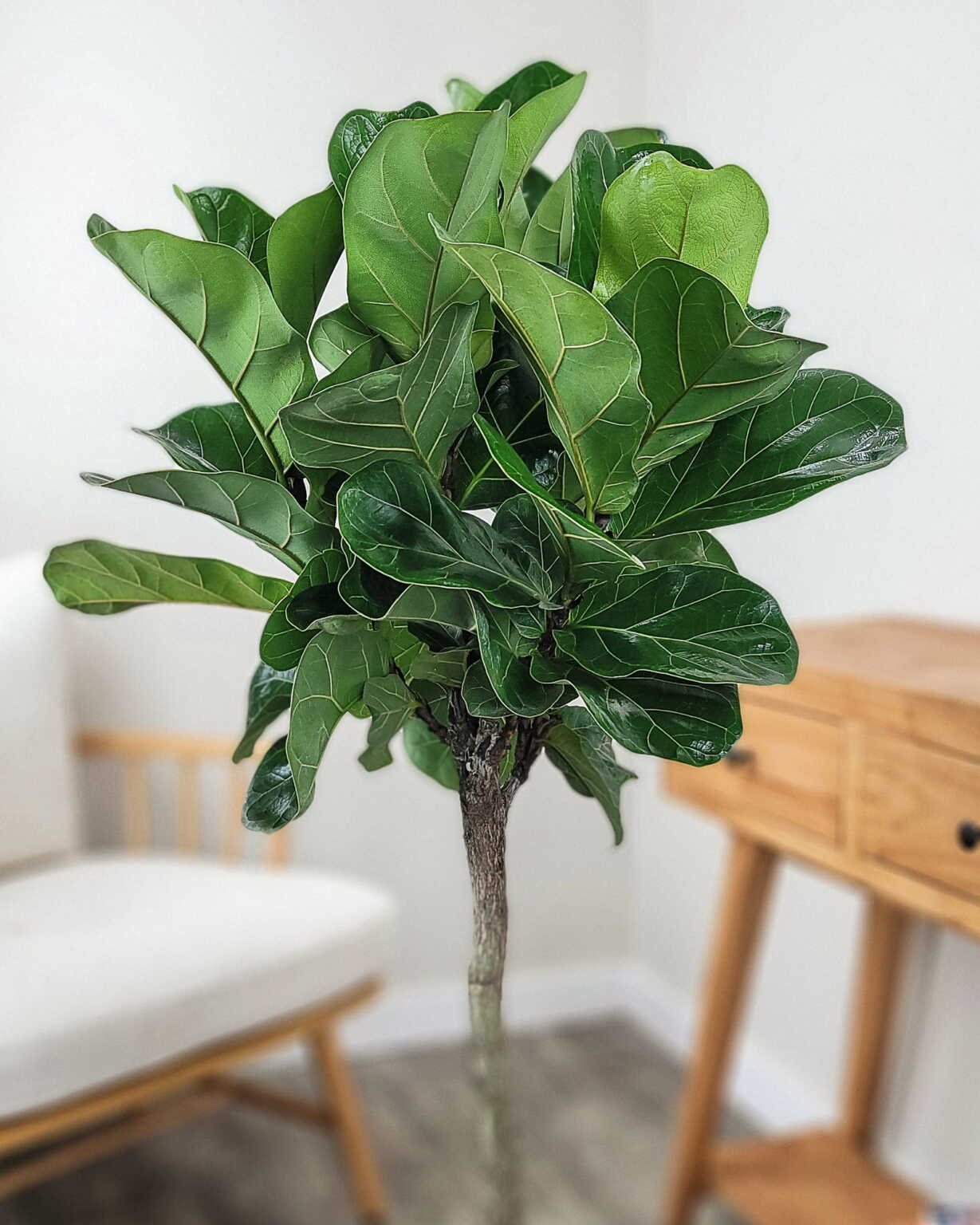 Ficus benjamina 'Danielle' Care Guide | PlantVine