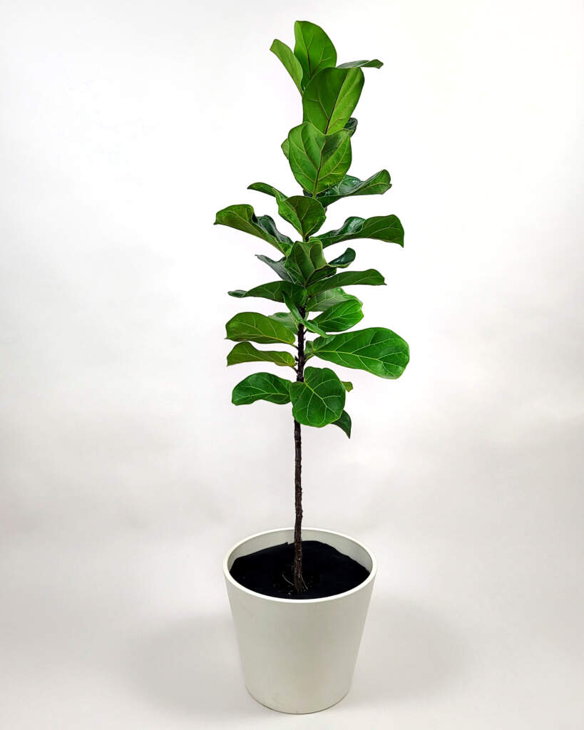 Dwarf Fiddle Leaf Fig | PlantVine