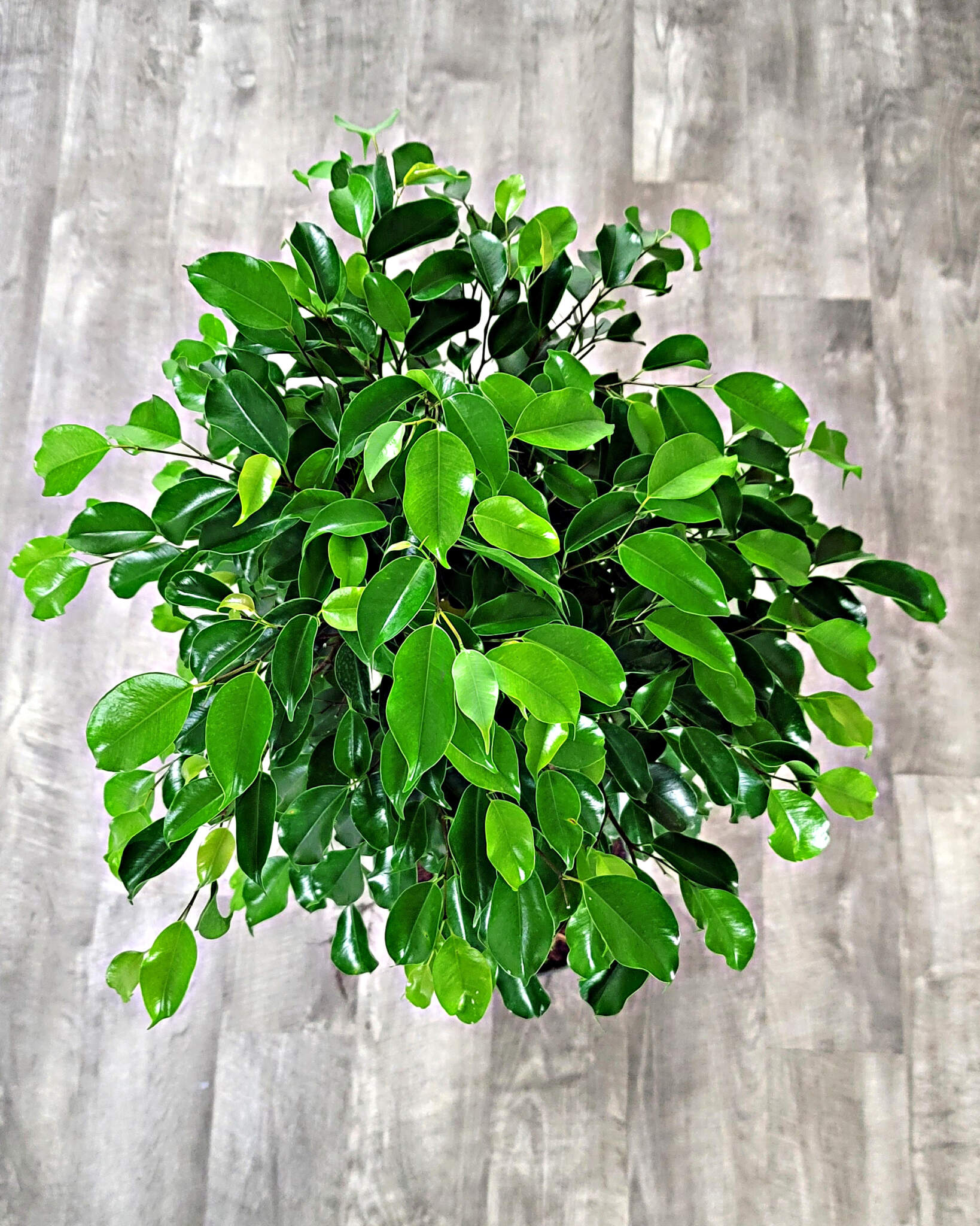 Ficus Varieties | PlantVine