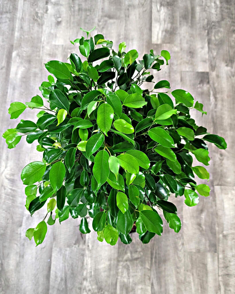 Ficus Varieties | PlantVine