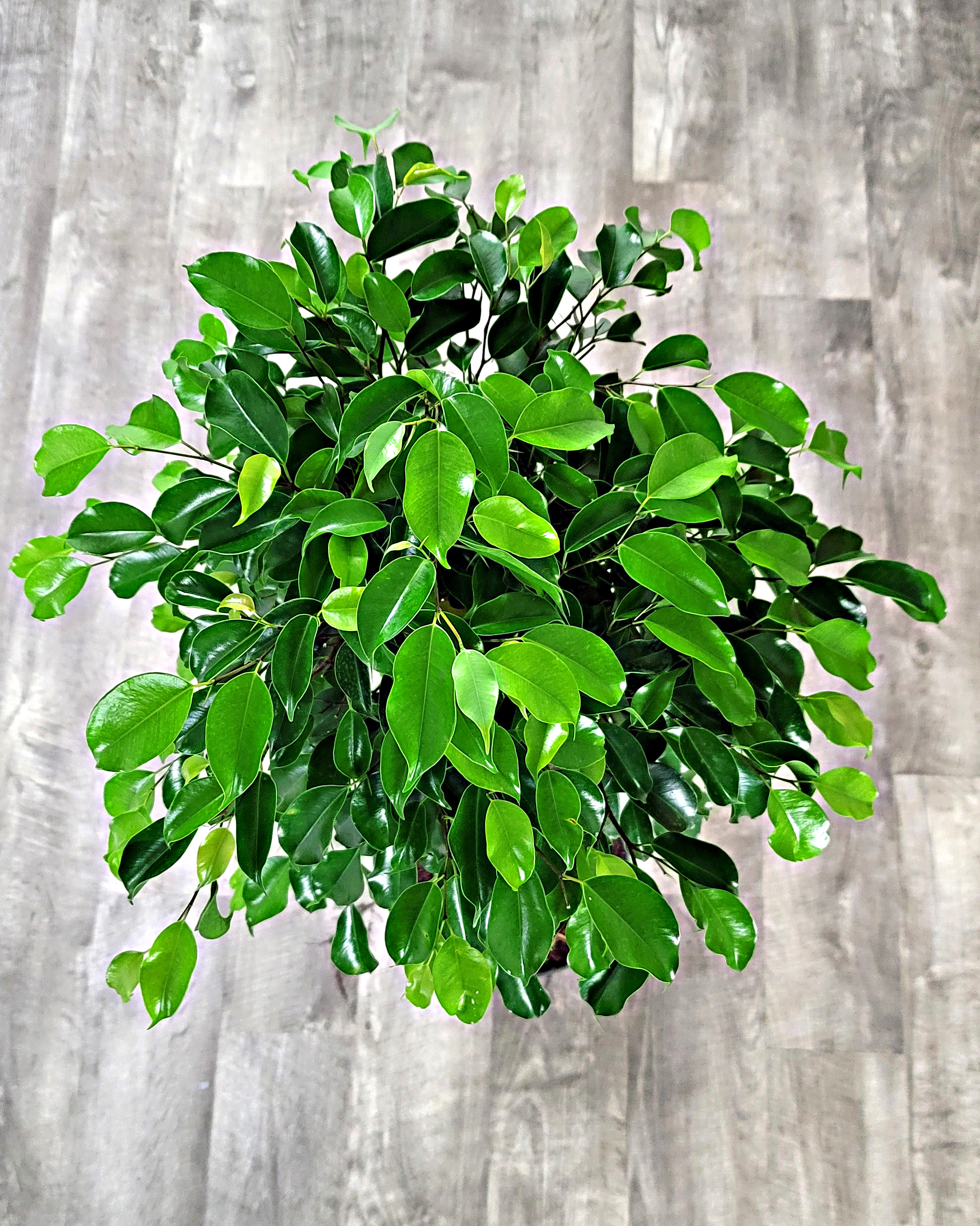 Ficus Varieties | PlantVine