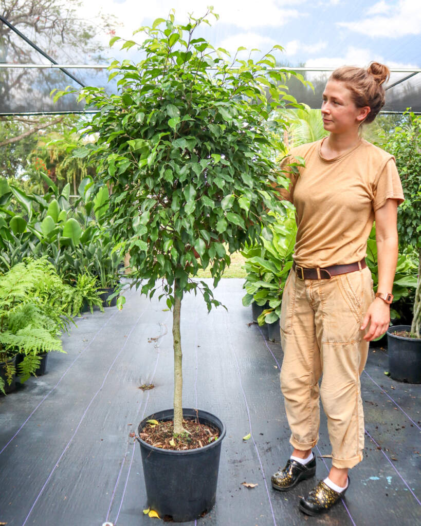 Extra Large Houseplants | PlantVine