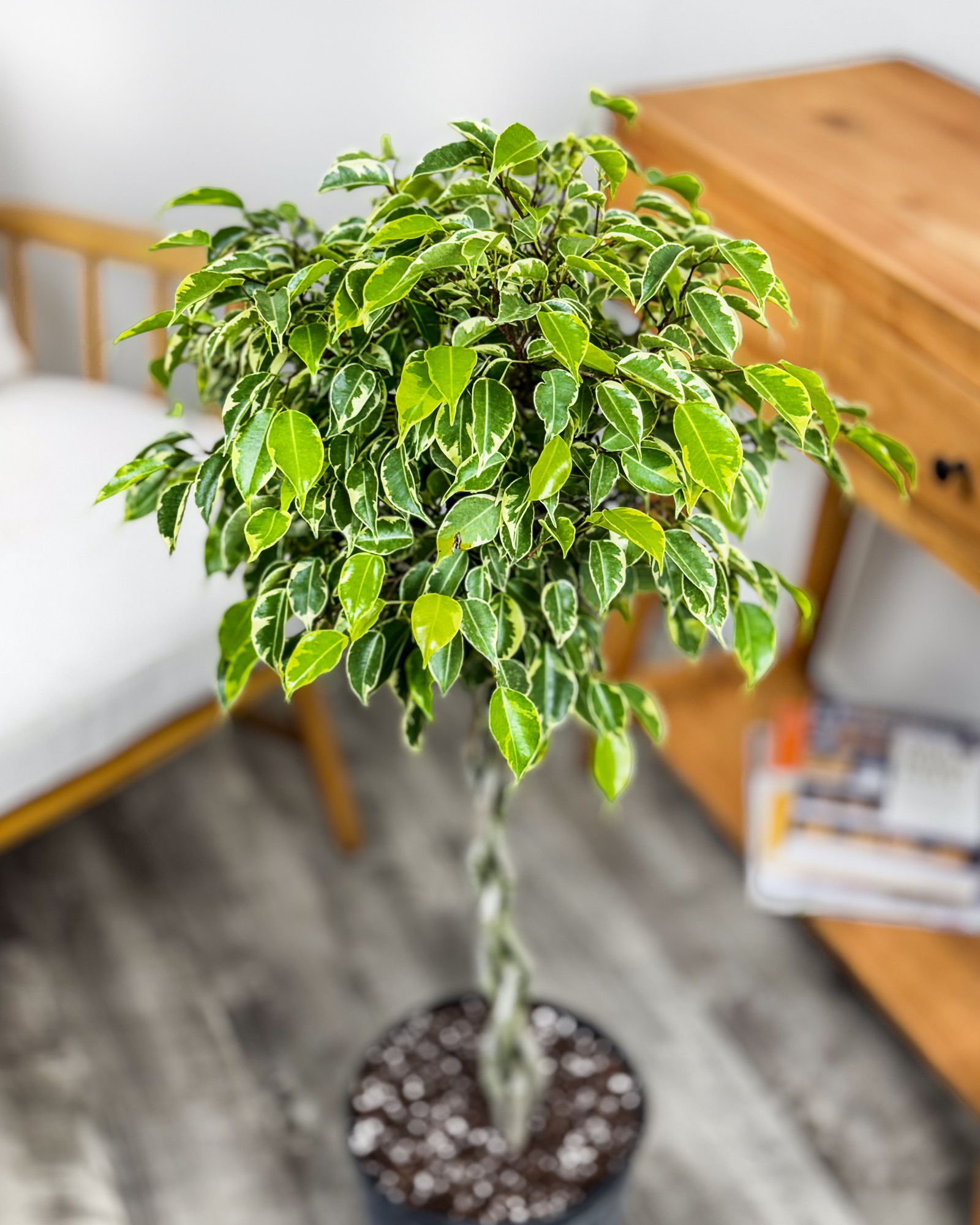 Variegated Ficus benjamina | PlantVine