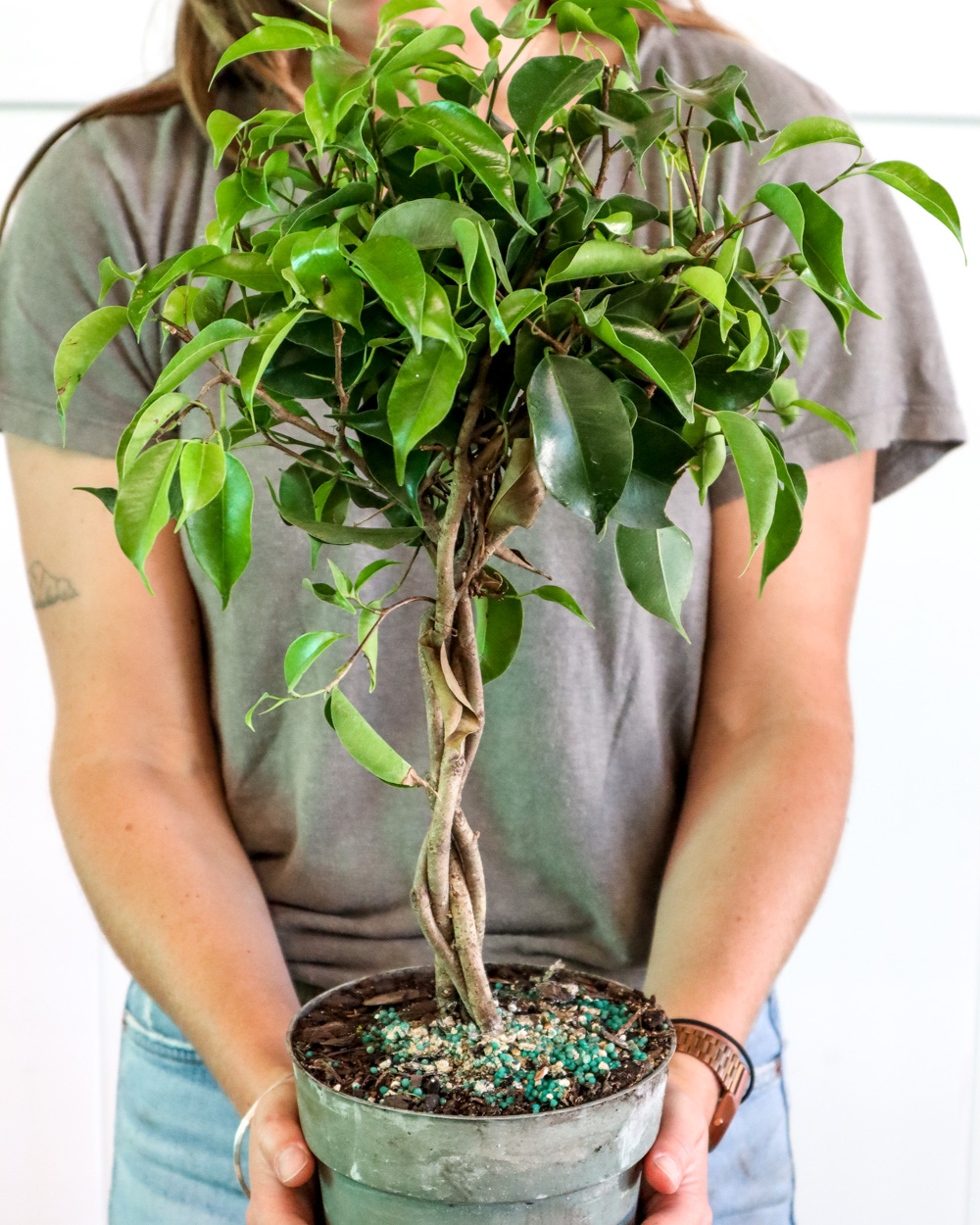 Buy Ficus benjamina 'Wintergreen', Weeping Fig | Free Shipping over $100