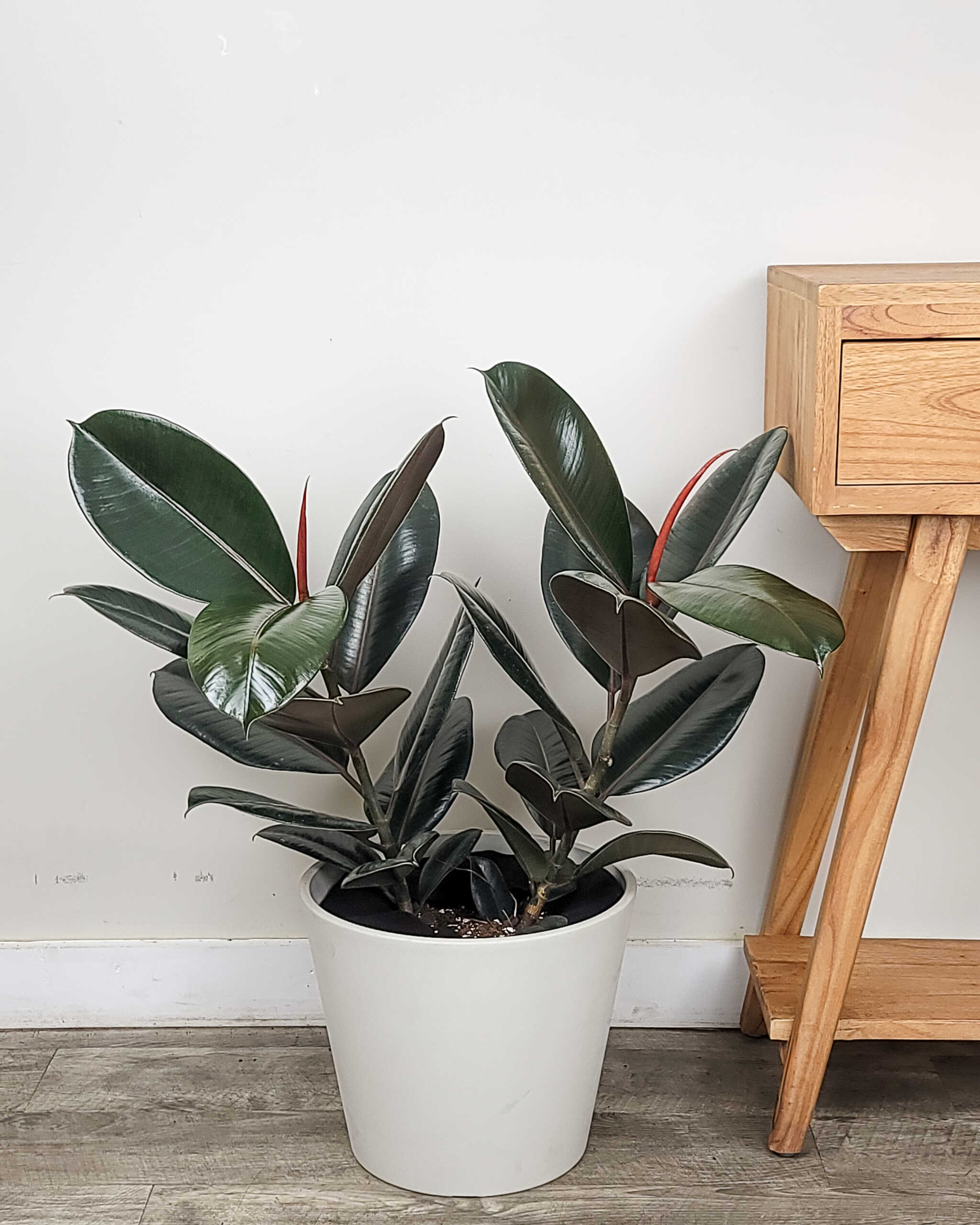 Order Ficus Elastica 'Burgundy', Indian Rubber Plant Online