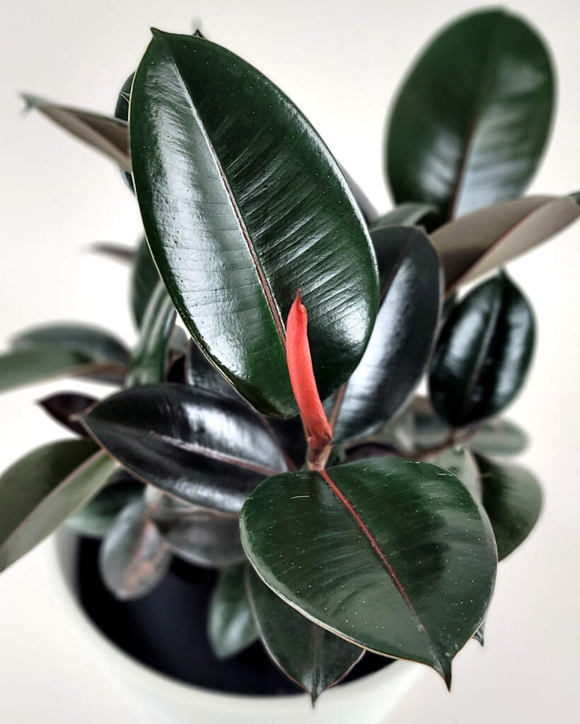 Order Ficus Elastica 'Burgundy', Indian Rubber Plant Online
