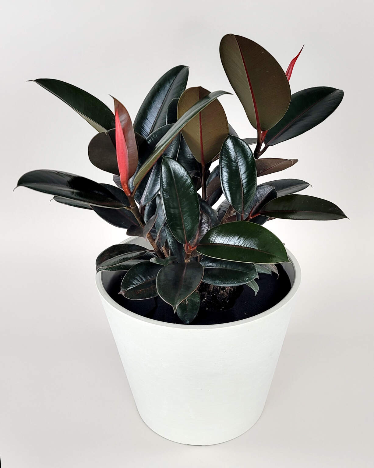 Order Ficus Elastica 'Burgundy', Indian Rubber Plant Online
