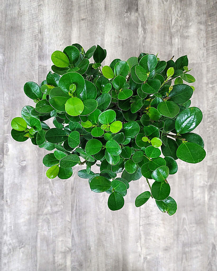 Ficus Varieties | PlantVine