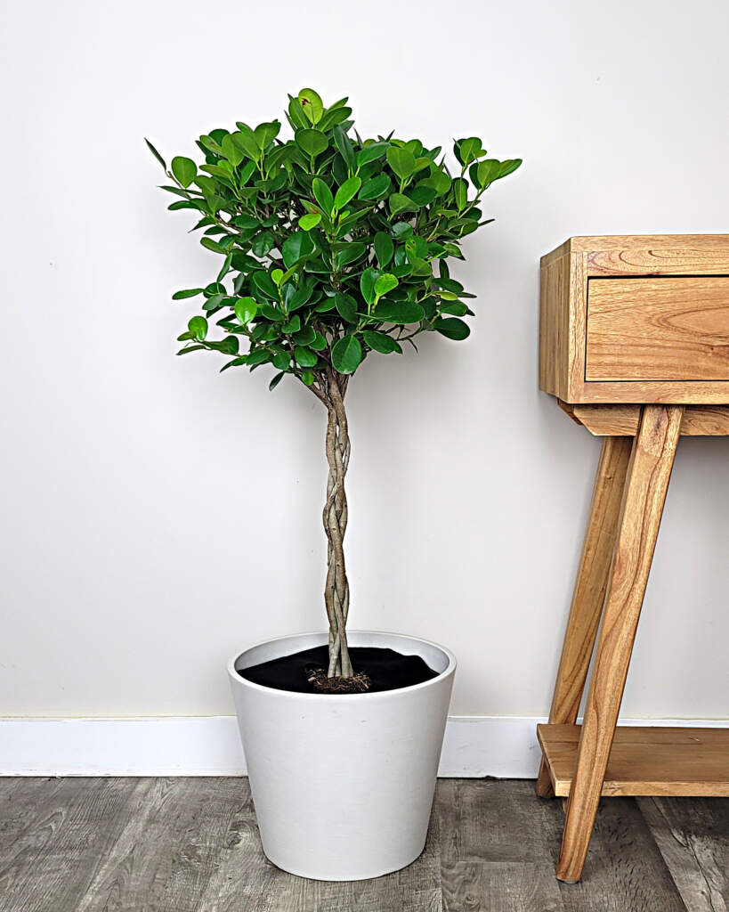 Ficus benjamina ‘Danielle’ | PlantVine