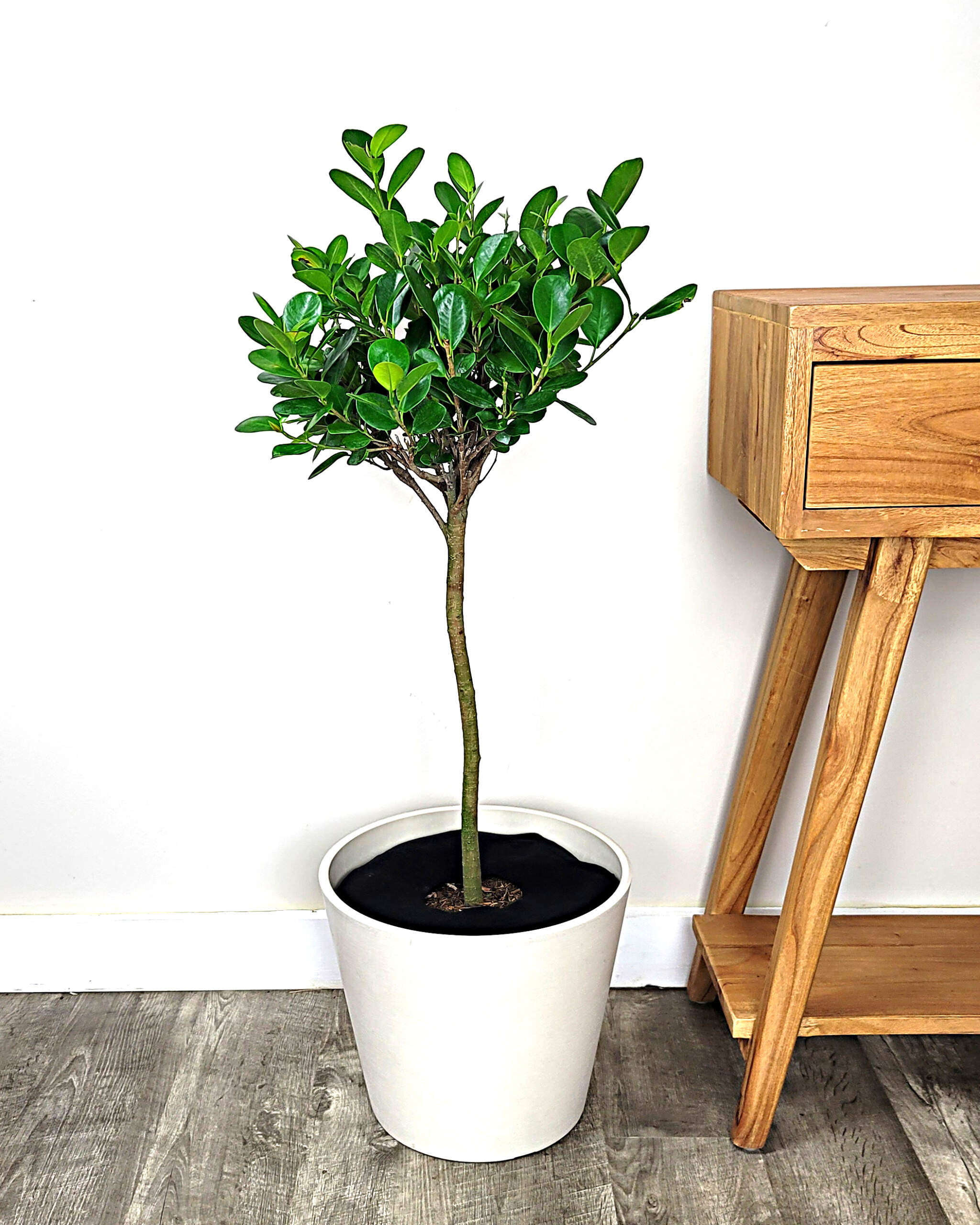 Ficus benjamina ‘Danielle’ | PlantVine