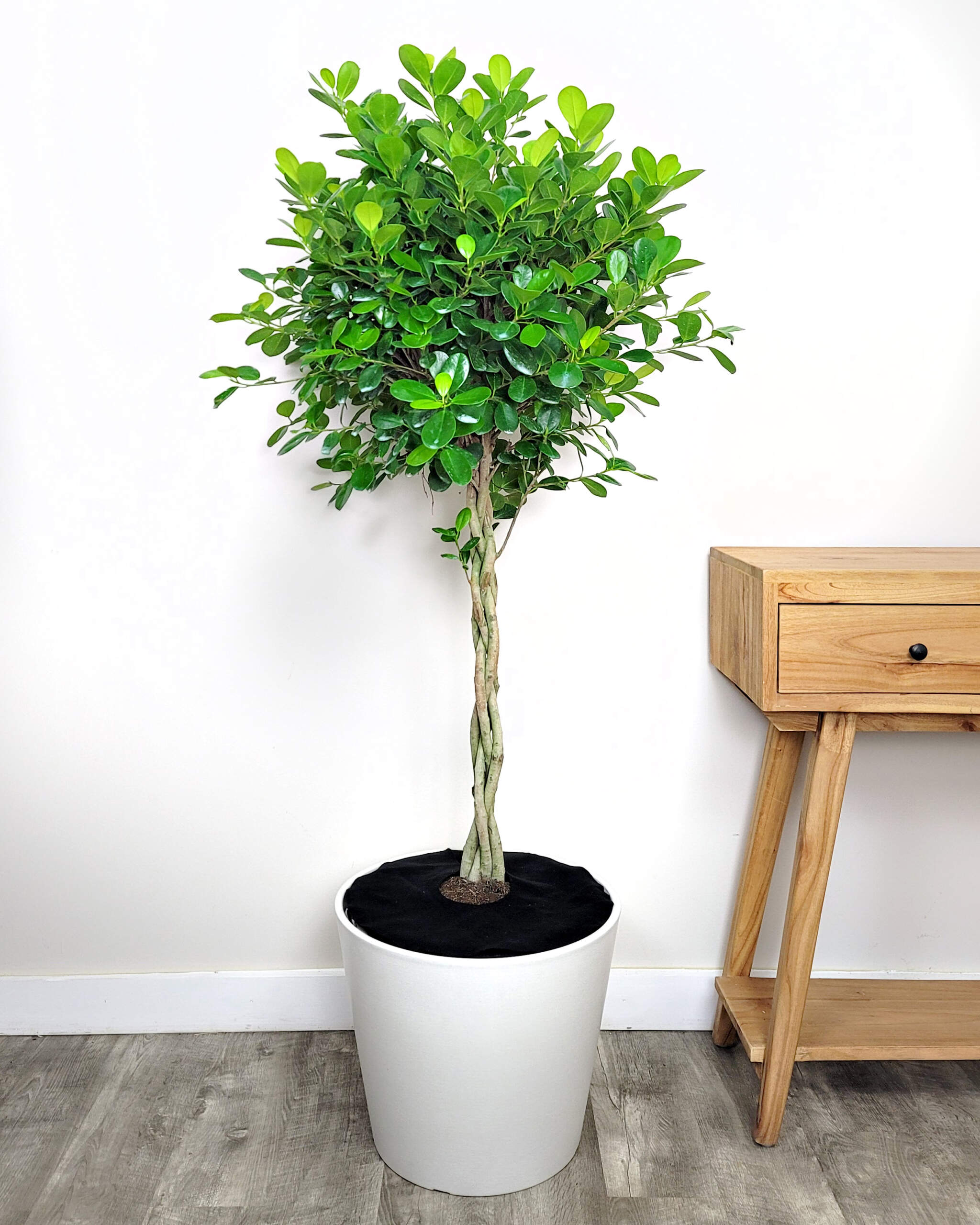 Ficus benjamina ‘Danielle’ | PlantVine