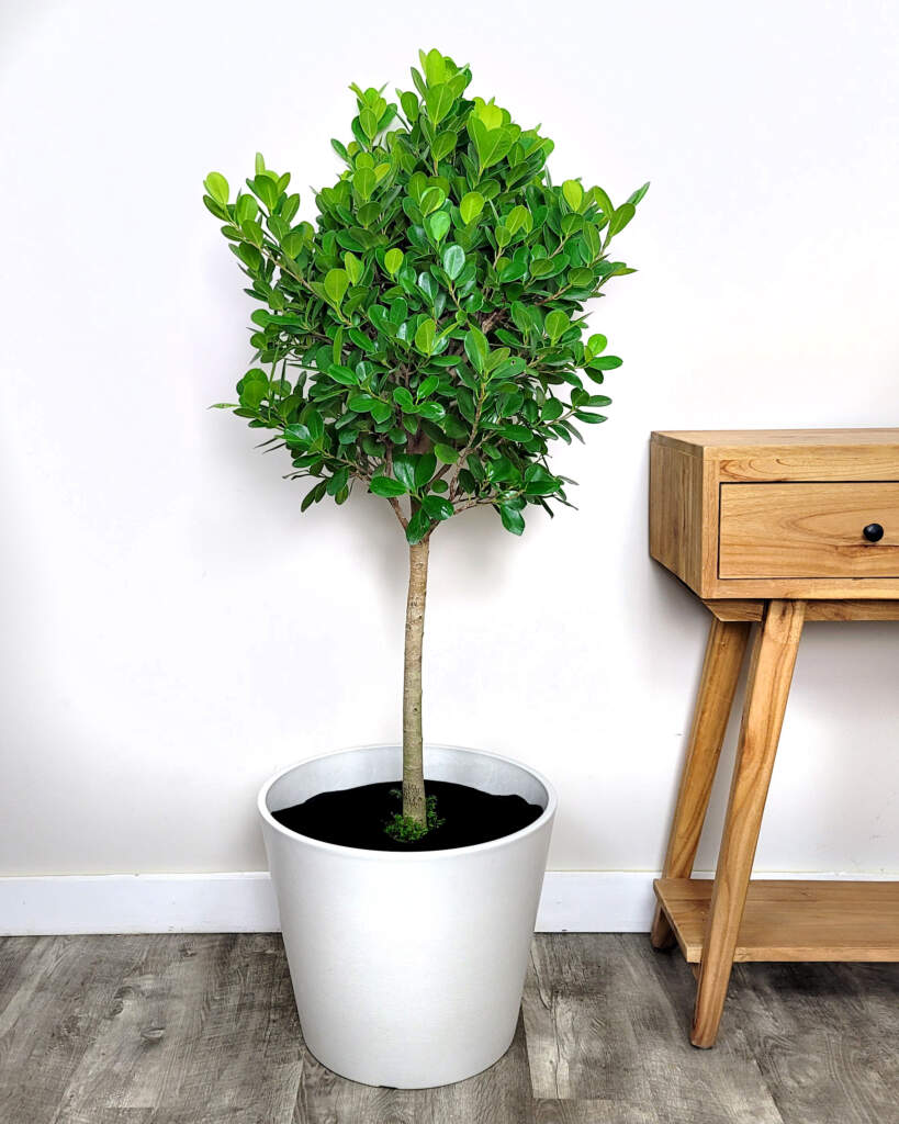 Ficus benjamina ‘Danielle’ | PlantVine