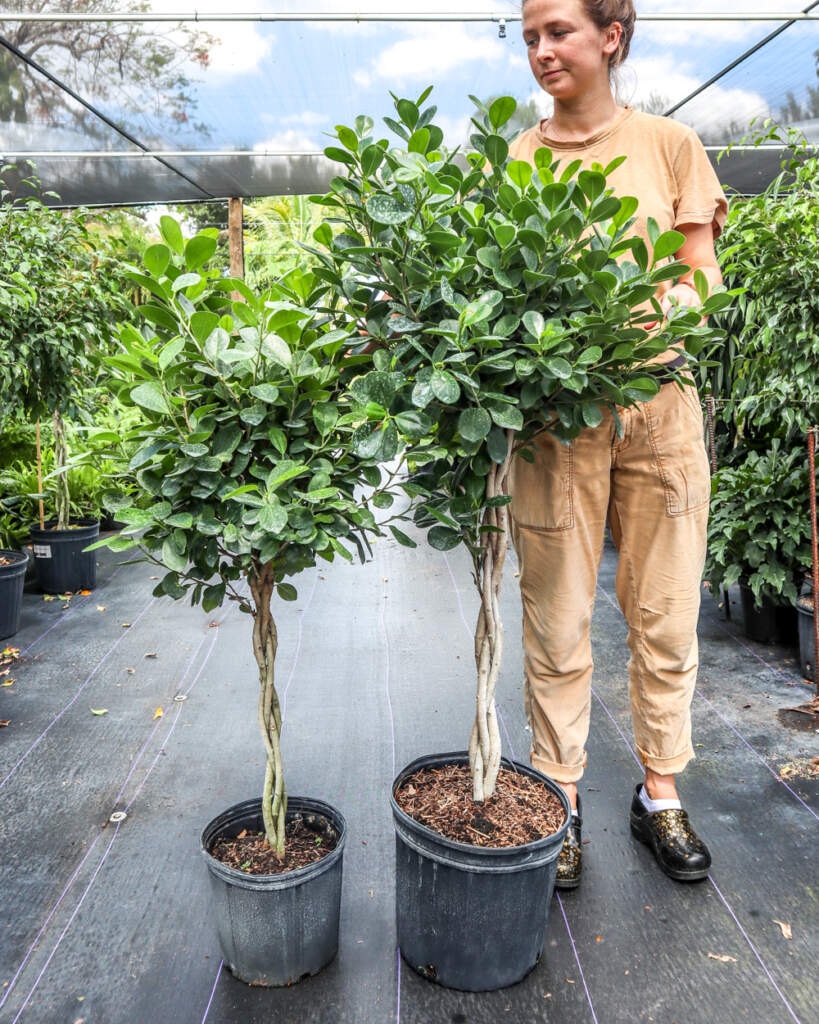 Ficus benjamina ‘Danielle’ | PlantVine