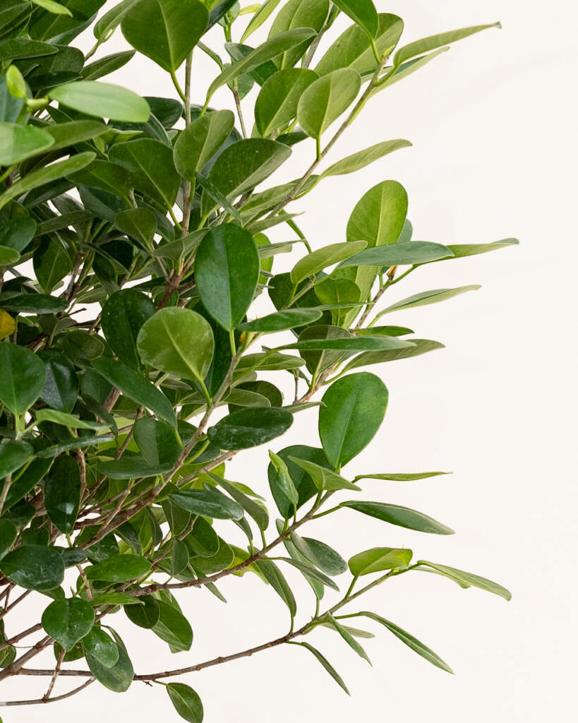 Ficus benjamina ‘Danielle’ | PlantVine
