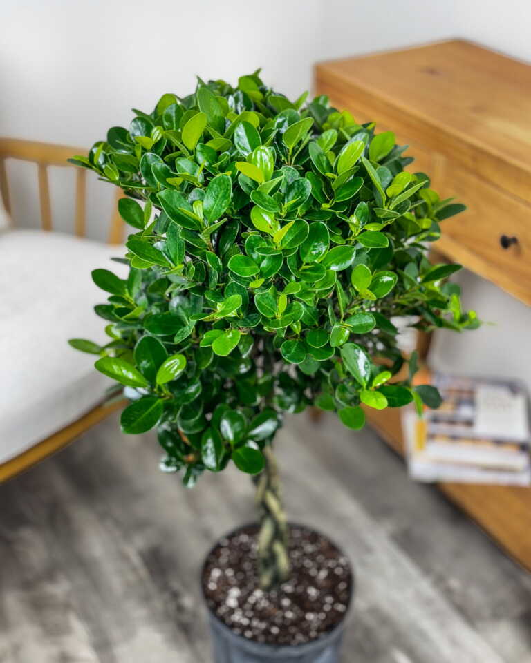 Ficus benjamina ‘Danielle’ | PlantVine