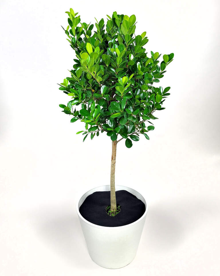Ficus benjamina ‘Danielle’ | PlantVine
