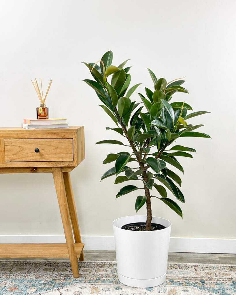 Ficus elastica decora ‘Compacta’ | PlantVine