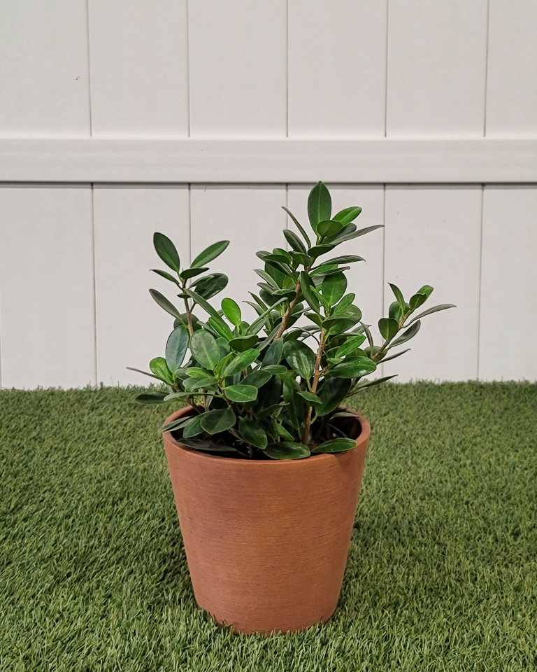 Ficus ‘Green Island’ | PlantVine