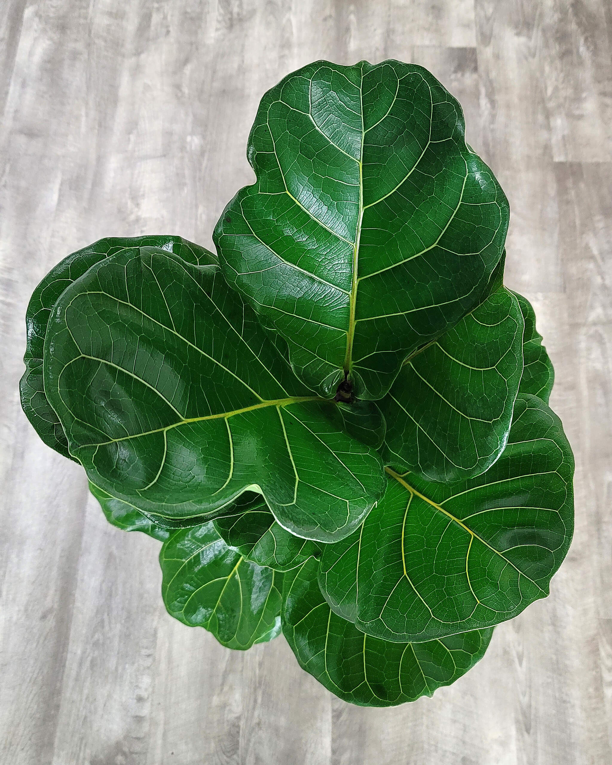 Ficus Varieties | PlantVine