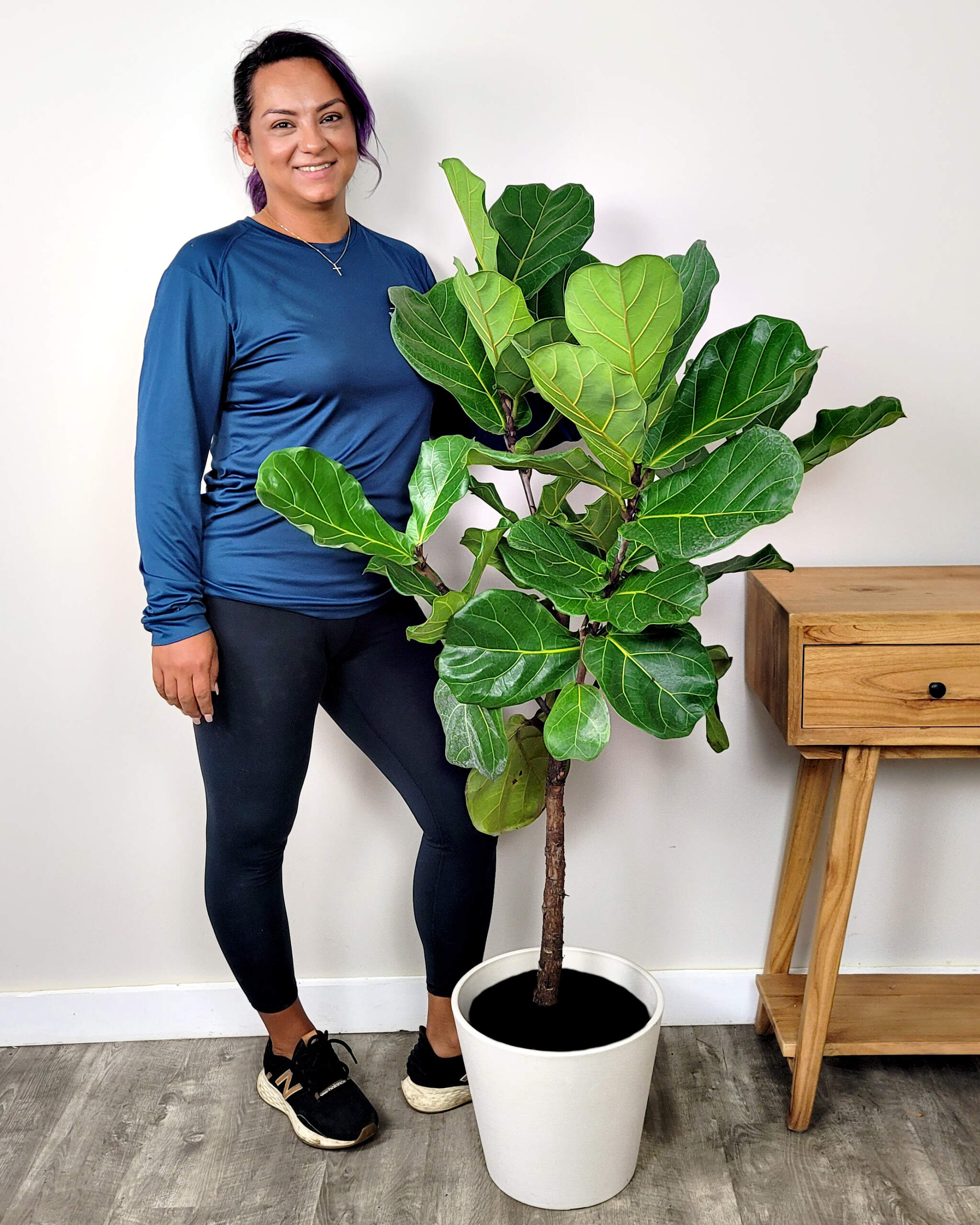 Buy Fiddle Leaf Fig, Ficus Lyrata Plant For Indoors/Outdoors