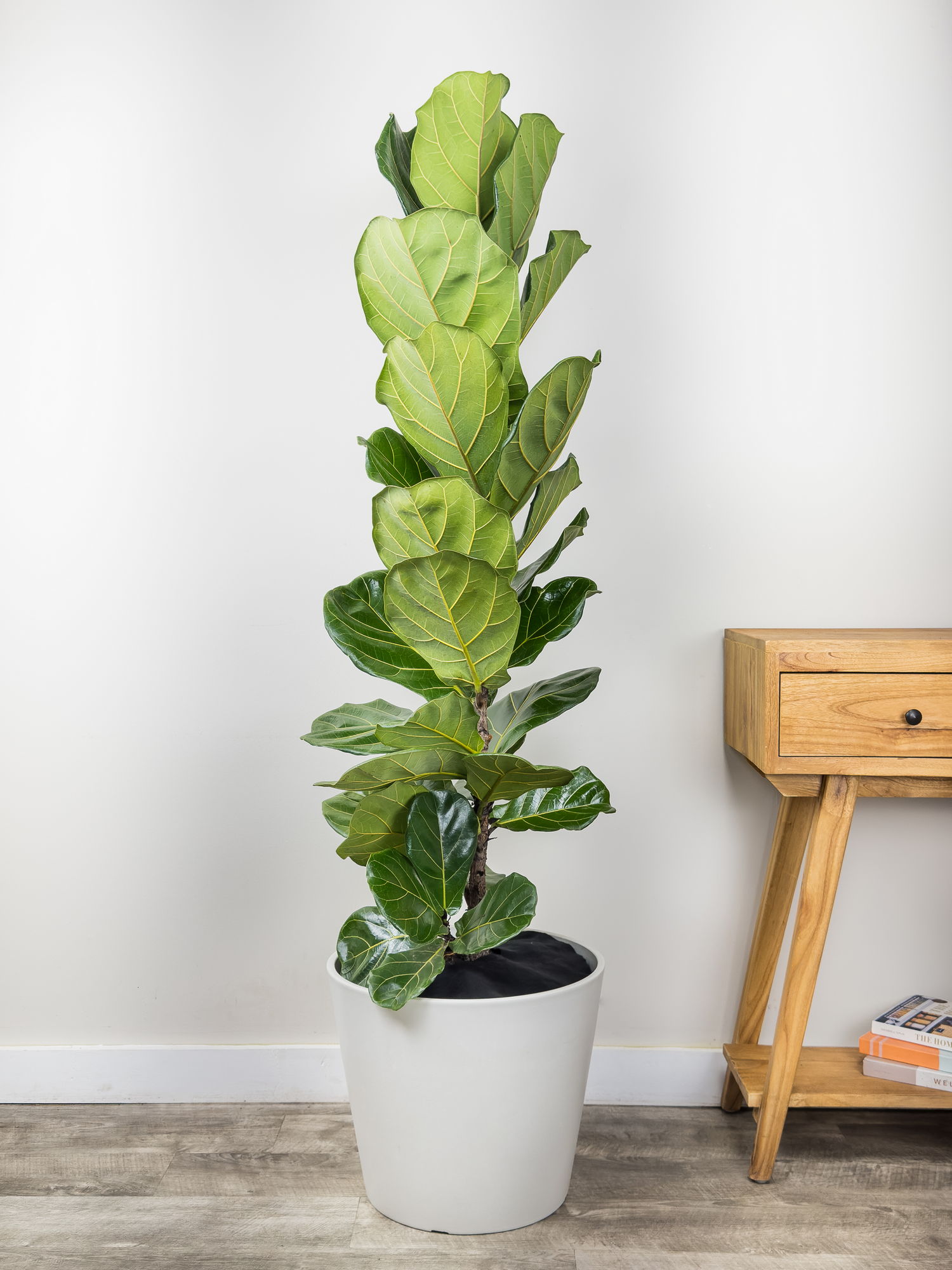 Buy Fiddle Leaf Fig, Ficus Lyrata Plant For Indoors/Outdoors